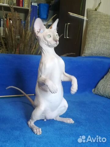 Котята эльфы из питомника