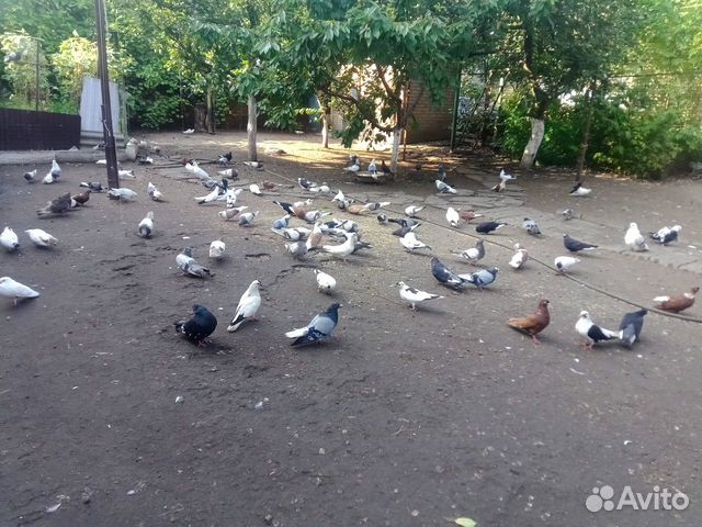 Голуби и котенок белый мальчик