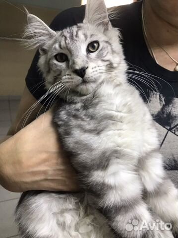 Нашелся кот