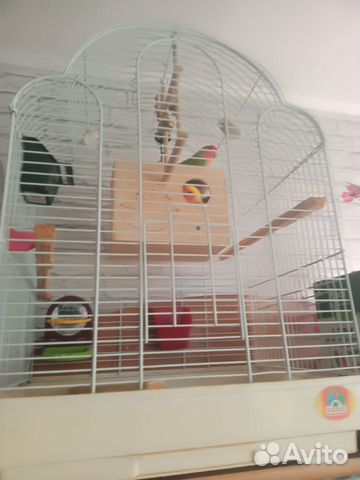 Пара неразлучников