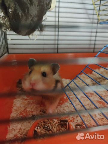 Сирийский хомяк бесплатно отдам с клеткой