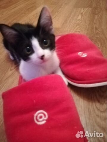 Котёнок ищет семью