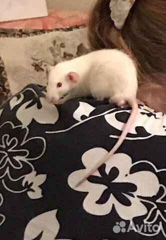 Крыса альбинос крысёнок