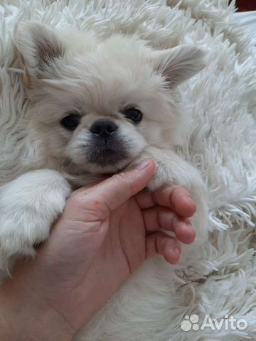Пекинес мальчик