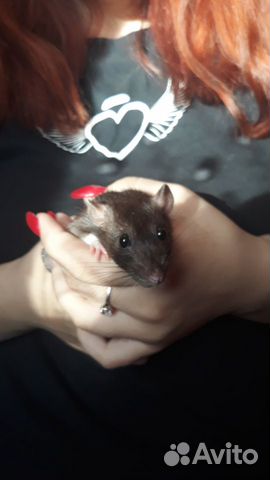 Домашние капюшончатые крысы