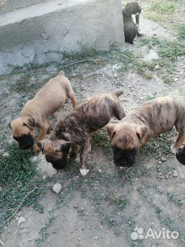 Продаются щенки