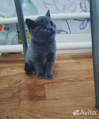 Британская кошечка, котенок 2х месячный