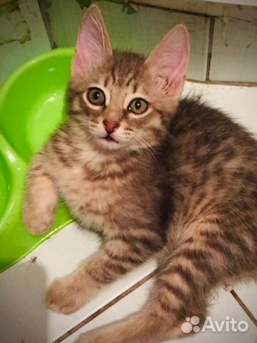 Котята мальчики, 2 месяца