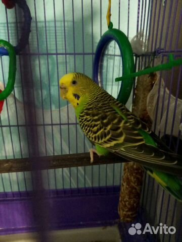 Волнистый попугай