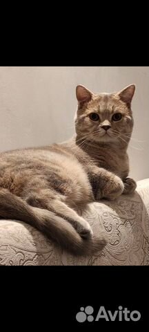 Шотландский кот на вязку