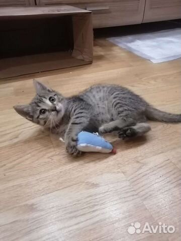Котенок