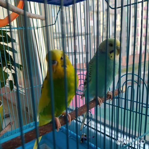 Волнистый попугай с клеткой