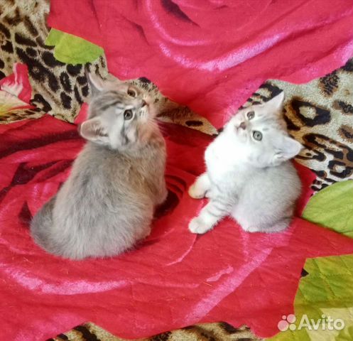 Котята британские