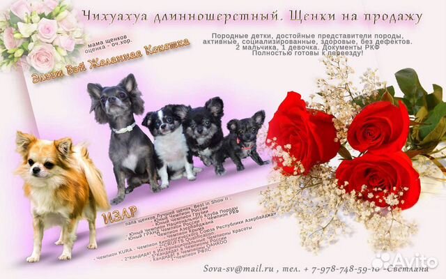 Щенки чихуахуа длинношерстные