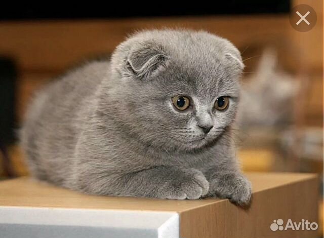 Шотландский вислоухий котенок