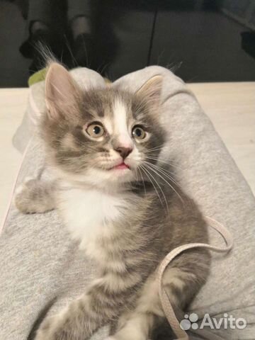 Серенький пушистый котёнок в добрые руки