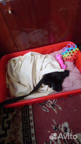 Отдам бесплатно