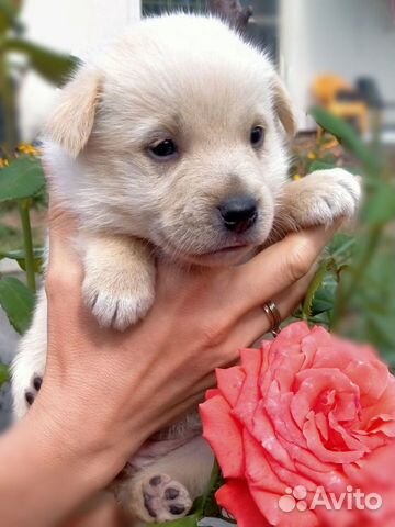 Щенок кровей породы Сиба ину