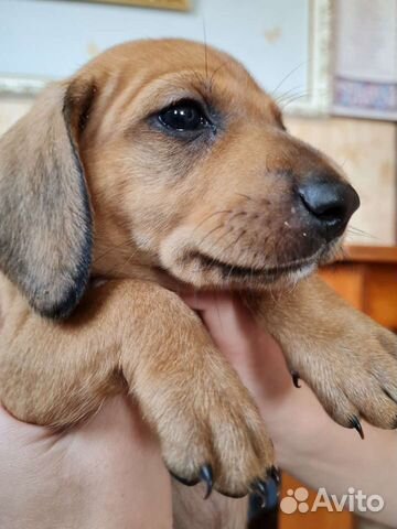 Такса-щенки