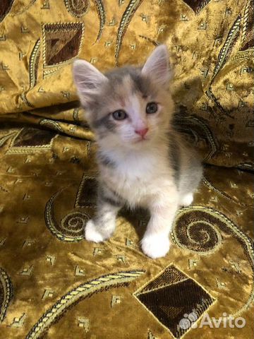 Отдам котят крысоловов в добрые руки