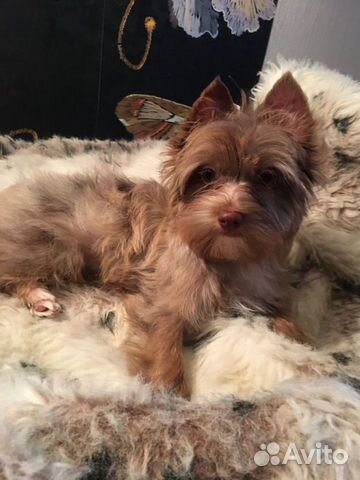 Йоркширский терьер, Бивер, цветной йорк