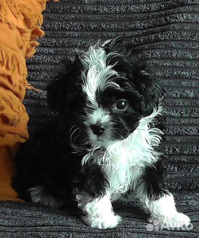 Собака болонка