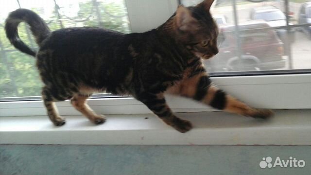 Алиса 1,5 года