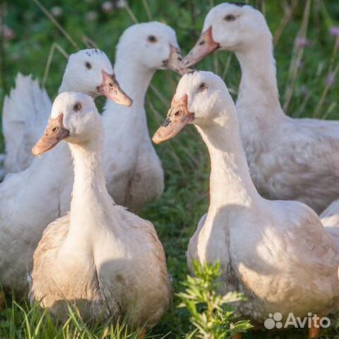 Утки муларды