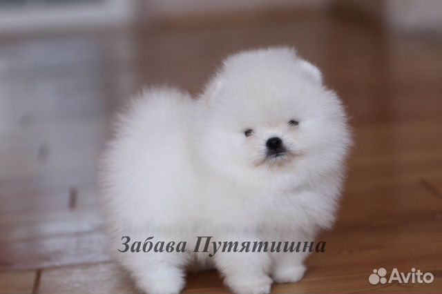 Просто неотразимый мистер шпицуля