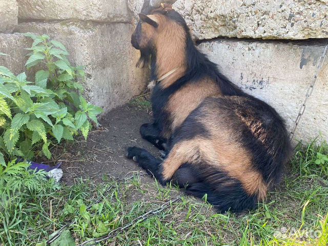 Чешский козел