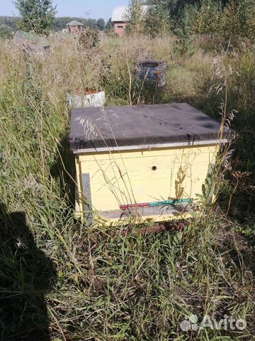 Продам пчёл с ульями, с мёдом, с магазинами