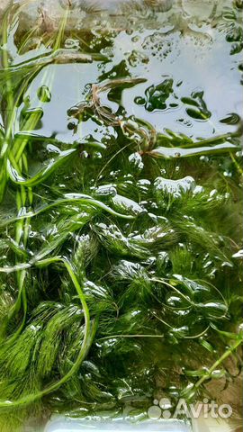 Аквариумные растения прополка