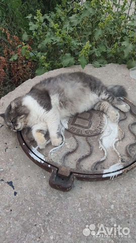 Найден кот-богатырь