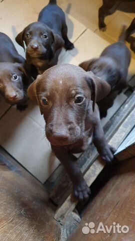 Щенки курцхаара