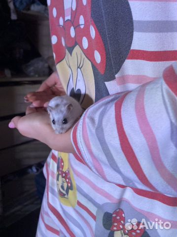 Джунгарский хомяк