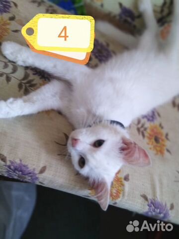 Котята в добрые руки