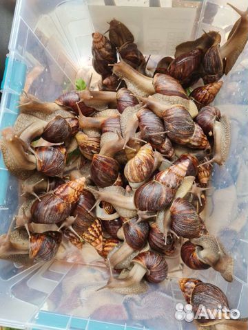 Улитки Ахатины бесплатно