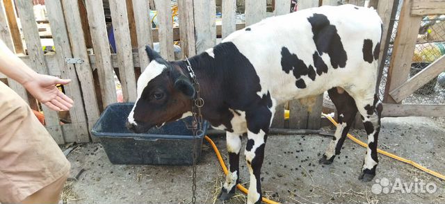Теленок /продам теленка