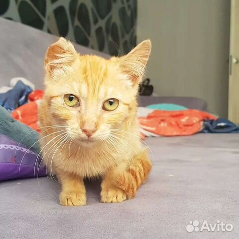 Котенок рыжий на счастье