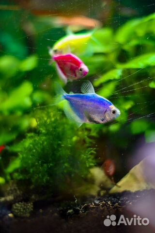 Тернеции, данио