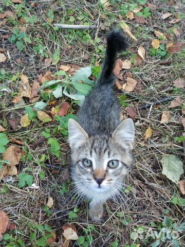 Отдам котят в добрые руки