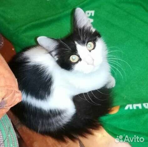 Пипа ждёт семью