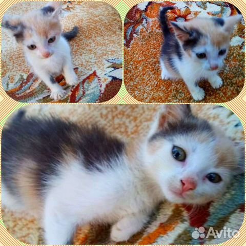 Котята ждут семью