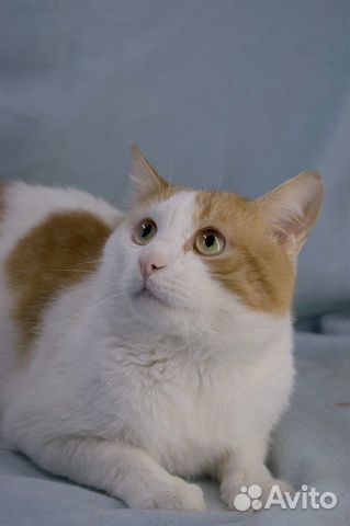 Котик Вайс еще надеется, что Вы выберете его