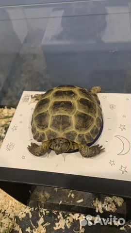 Черепаха сухопутная