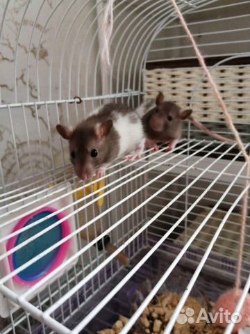 Крысенок дамбо