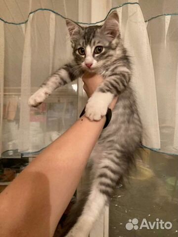 Котята в добрые руки (июньские)