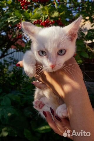 Котенок русской голубой
