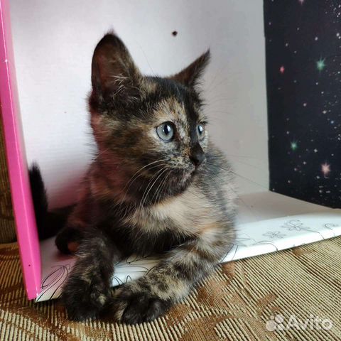 Кошка, котенок 2,5 месяца