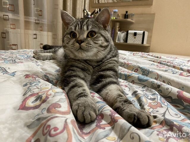 Британский мраморный кот